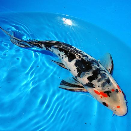 KOI šaran, 30 cm