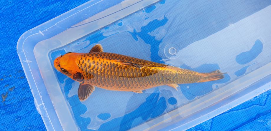 Koi šaran, prodaja! 48 cm veličine - cijena nije fiksna!!