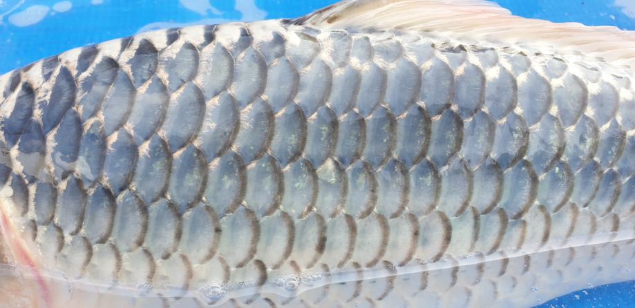 Koi šaran, prodaja! 58 cm veličine - cijena nije fiksna!!