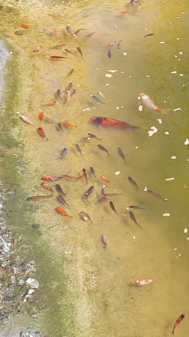 Koi šaran - ukrasne ribice