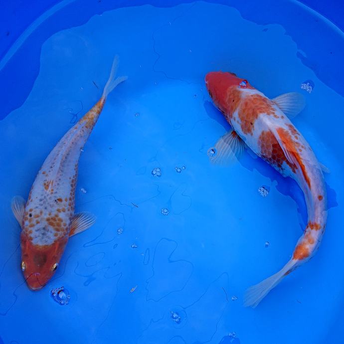 KOI šarani - ukrasne ribe za vrtne ribnjake ~30 cm