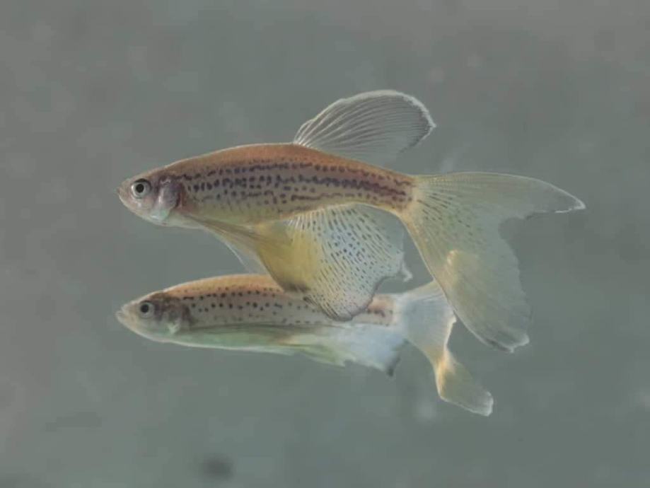 leopard zebrice Longfin