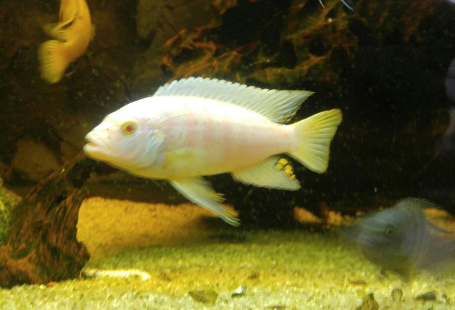 Malawi ciklid (Pseudotropheus Zebra Albino)