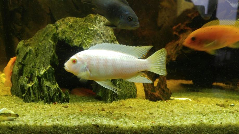 Malawi ciklid (Pseudotropheus Zebra Albino)