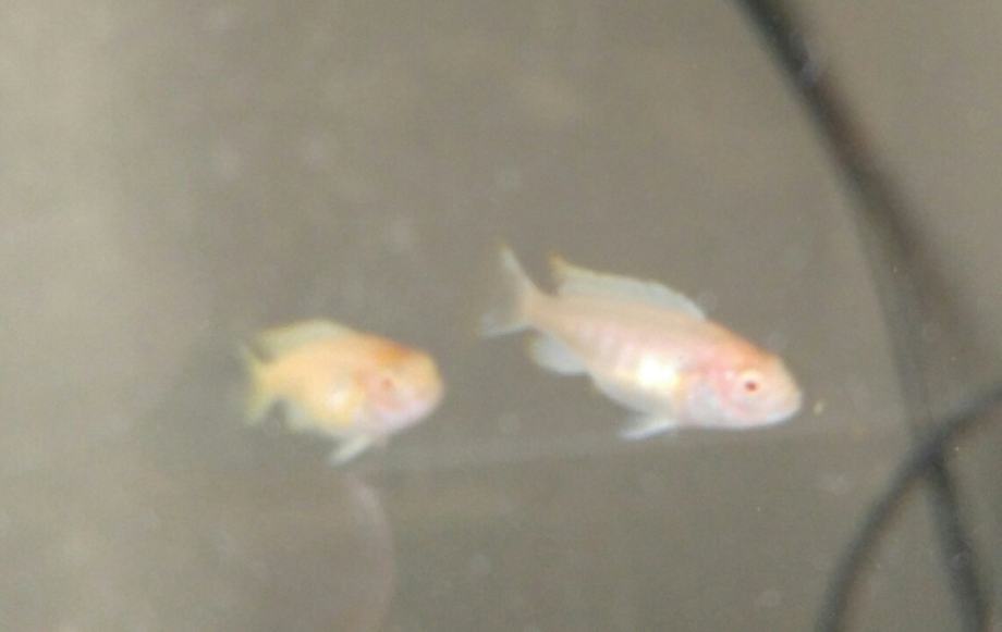 Malawi ciklid (Pseudotropheus Zebra Albino)