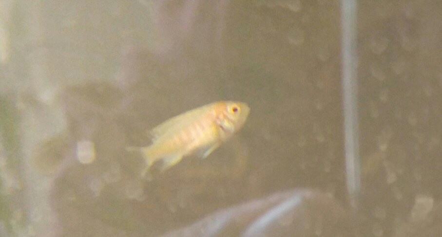 Malawi ciklid (Pseudotropheus Zebra Albino)