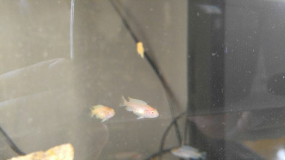 Malawi ciklid (Pseudotropheus Zebra Albino)