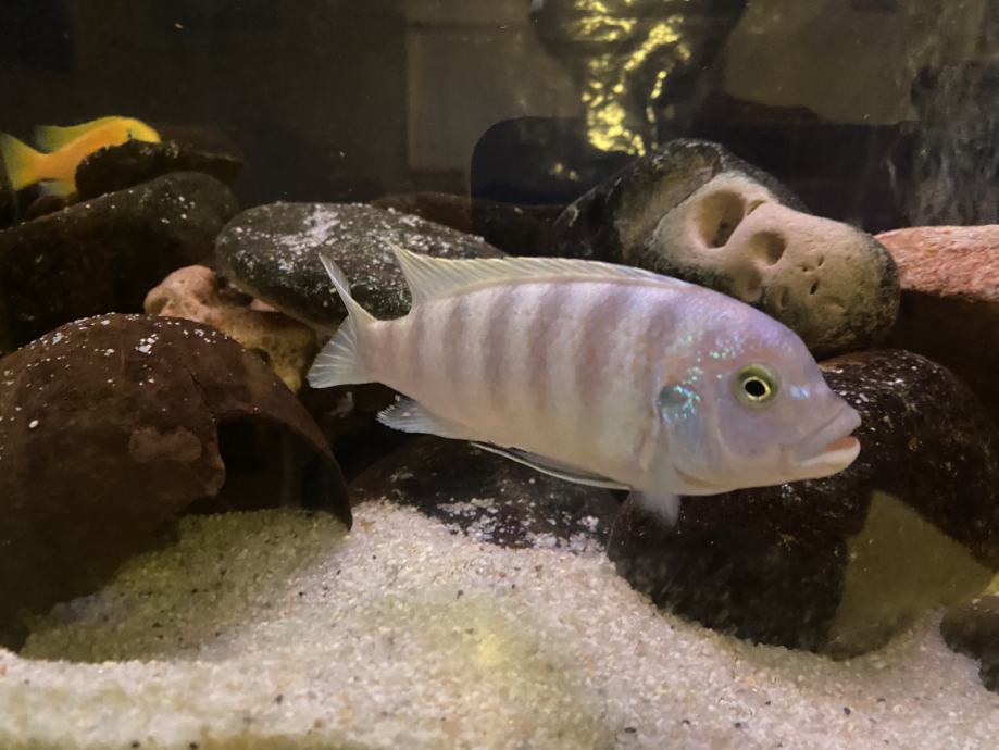 Malawi ciklidi Blue zebra odrasle ribe