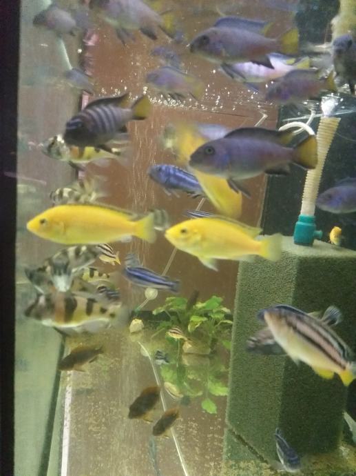 Akvarijske ribice - Malawi ciklidi - Mbune