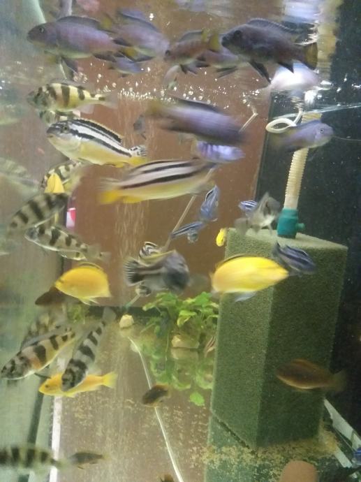 Akvarijske ribice - Malawi ciklidi - Mbune