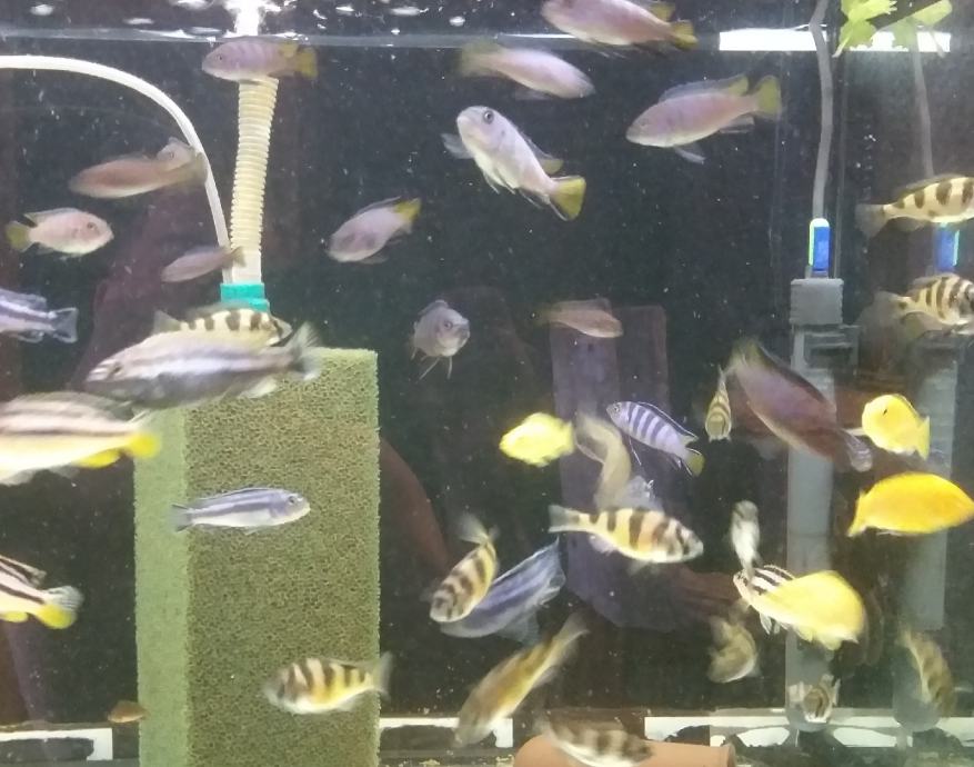 Akvarijske ribice - Malawi ciklidi - Mbune