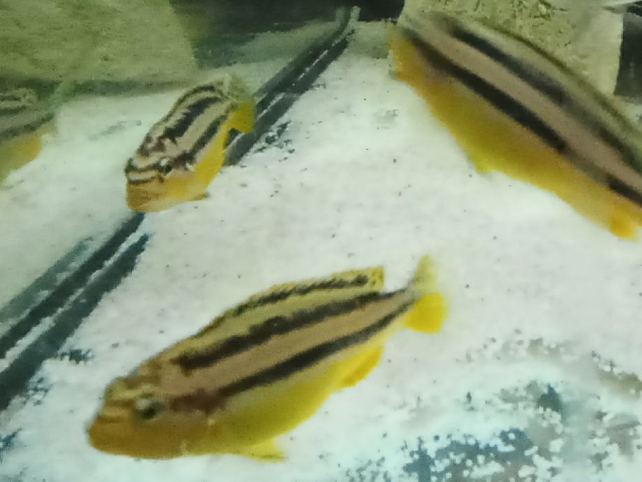 Akvarijske ribice - Malawi ciklidi - Melanochromis aurautus