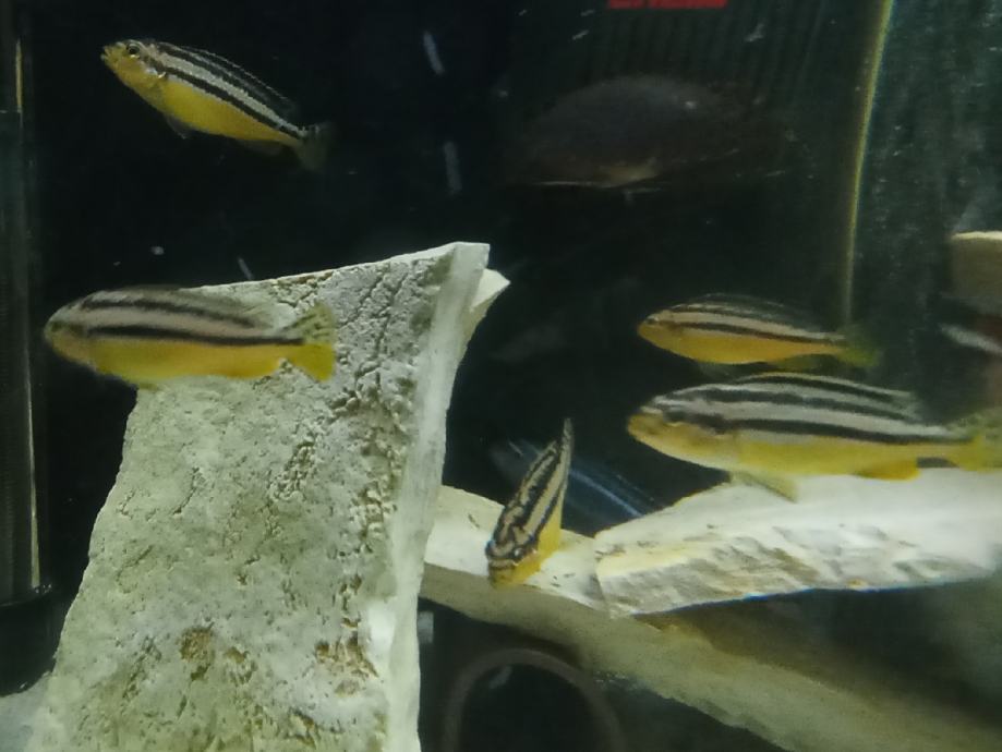 Akvarijske ribice - Malawi ciklidi - Melanochromis aurautus