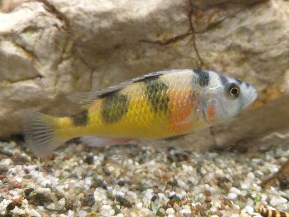 Akvarijske ribice - Malawi cilkidi - Astatotilapia latifasciata