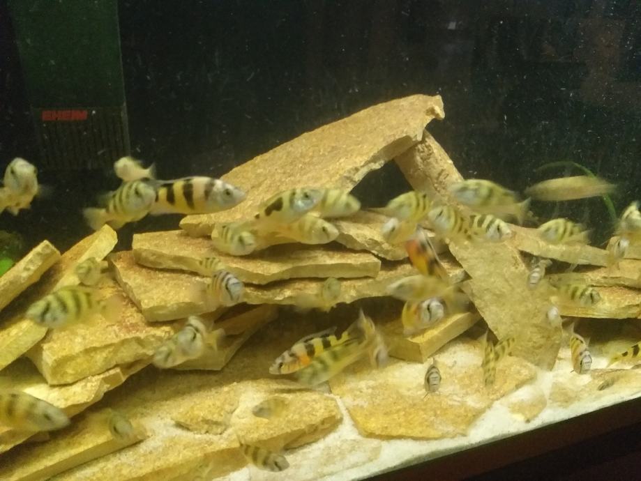 Akvarijske ribice - Malawi cilkidi - Astatotilapia latifasciata