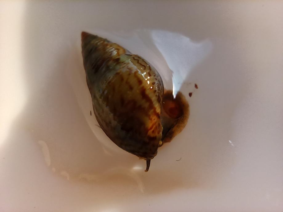 Akvarijski tropski puževi