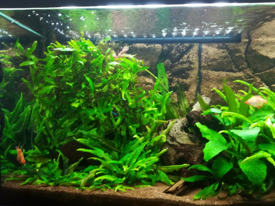 Microsorum pteropus, javanska paprat, akvarijska biljka