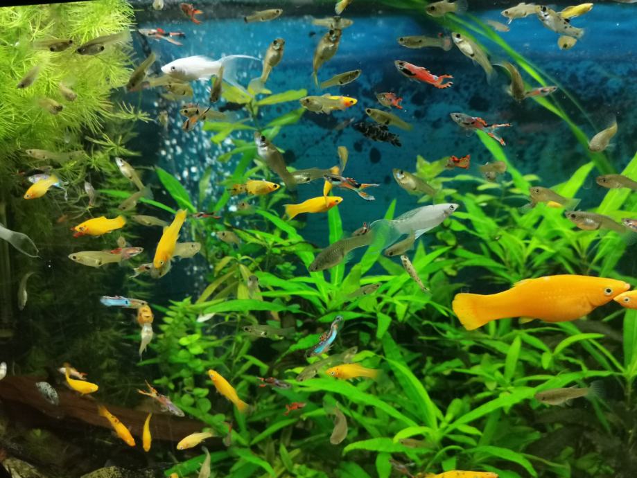 Molly tropske ribice