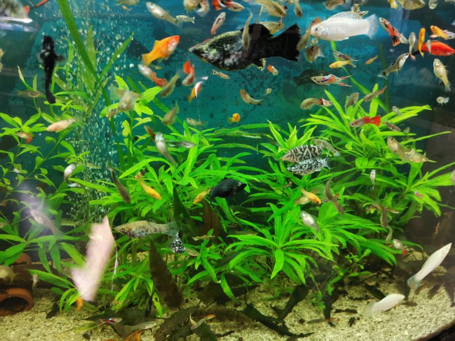 Molly tropske ribice