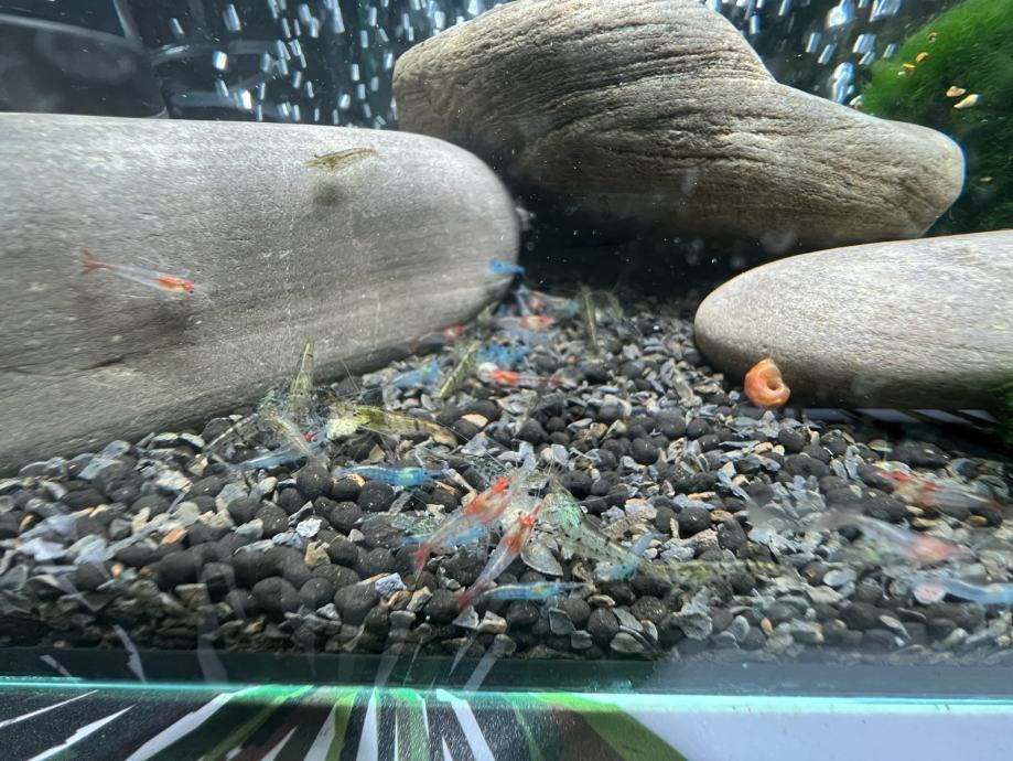 Neocardina kozice /ribice+ besplatno akvarijsko bilje