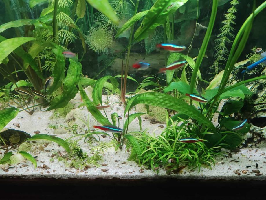 Neonke mix boje, molly zuto crne, biljke za akvarij