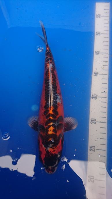 Original japanski koi sarani 30-40 cm
