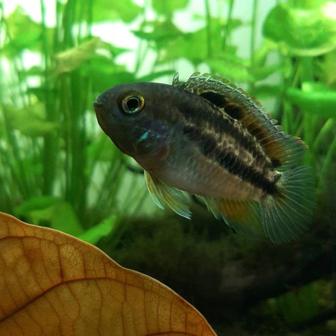 Patuljasti Ciklid Nannacara anomala par