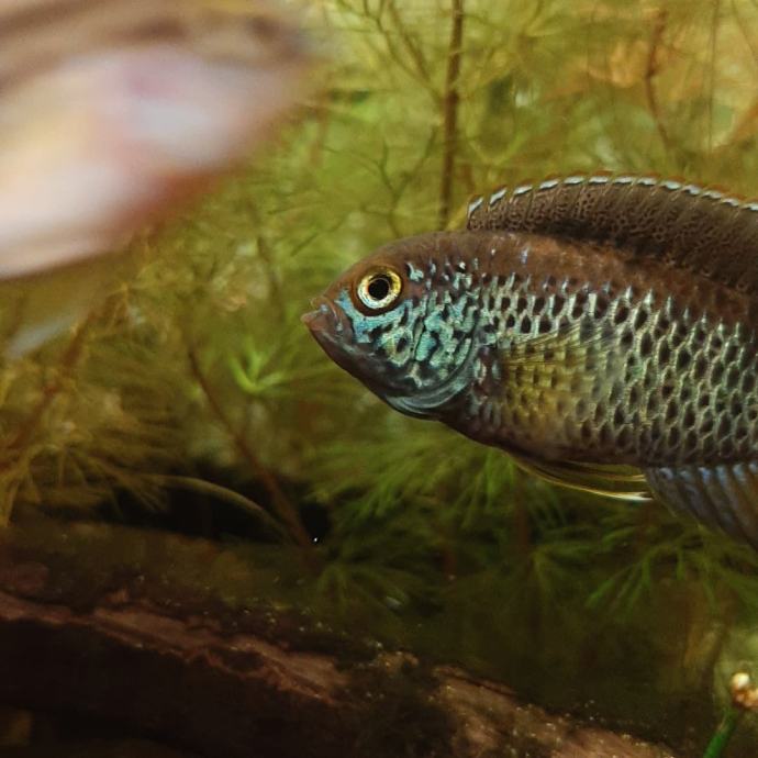 Patuljasti Ciklid Nannacara anomala par