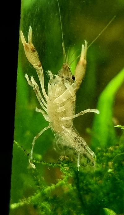 Patuljasti slatkovodni akvarijski rak, Blue dwarf crayfish