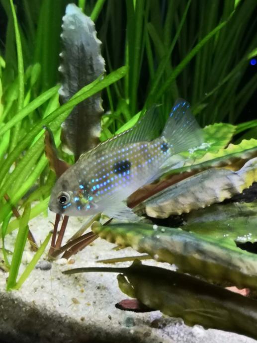 Pelmatochromis Thomasi ciklid