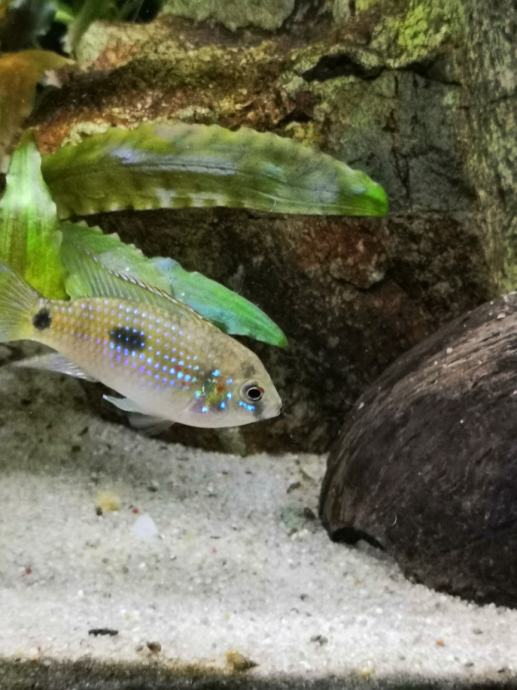Pelmatochromis Thomasi ciklid