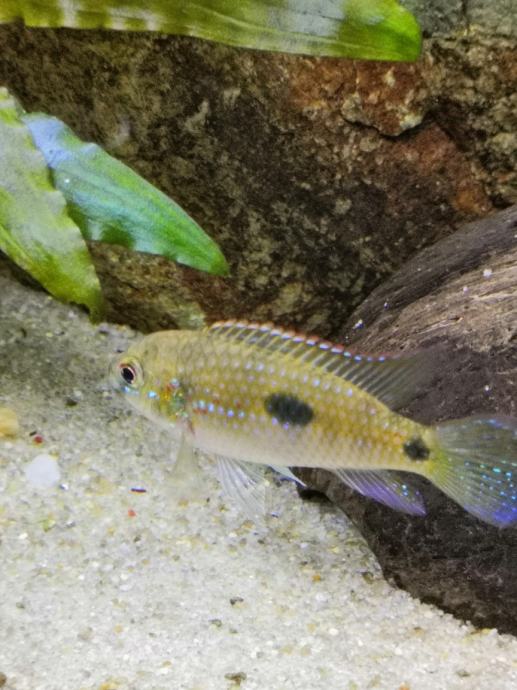 Pelmatochromis Thomasi ciklid