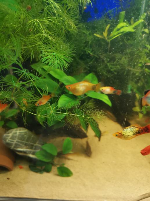 Platy tropske ribice