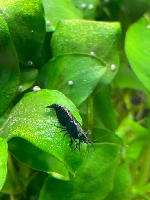 Plave kozice neocaridina