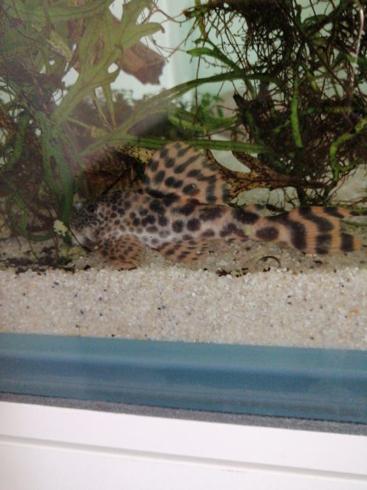 Pleco L387