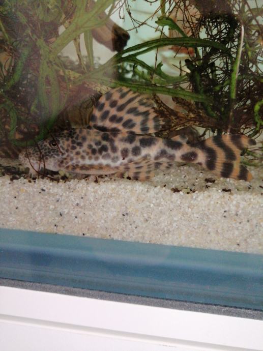 Pleco L387