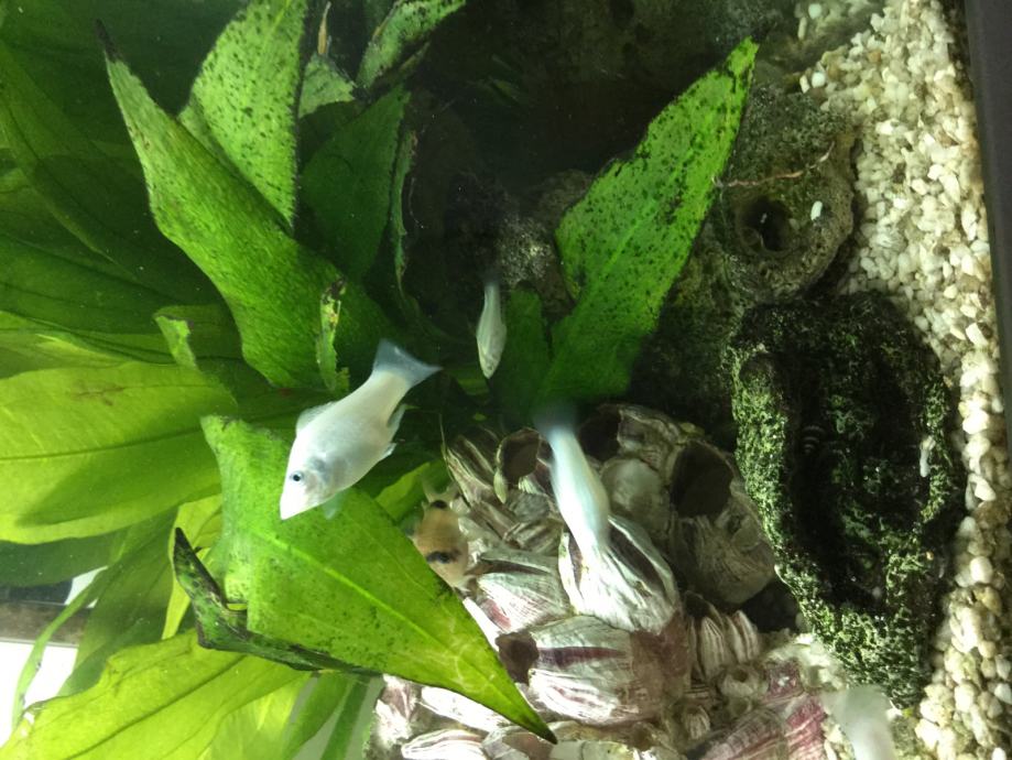 Prekrasne bijele Molly ribice