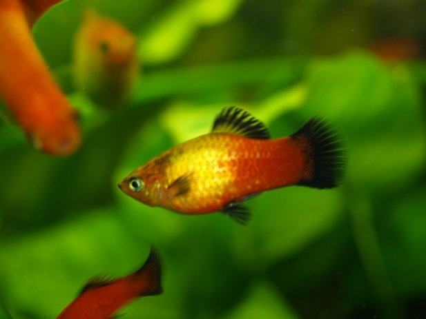 prodaja akvarijskih ribica