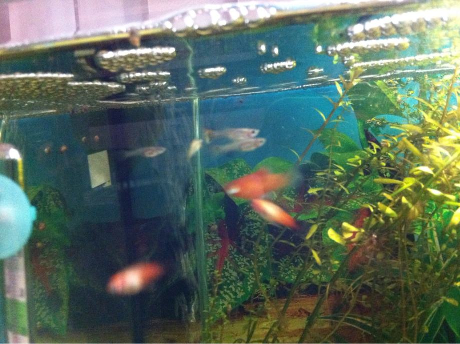 Prodaja guppy i platy Ribica