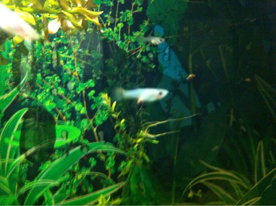 Prodaja guppy i platy Ribica