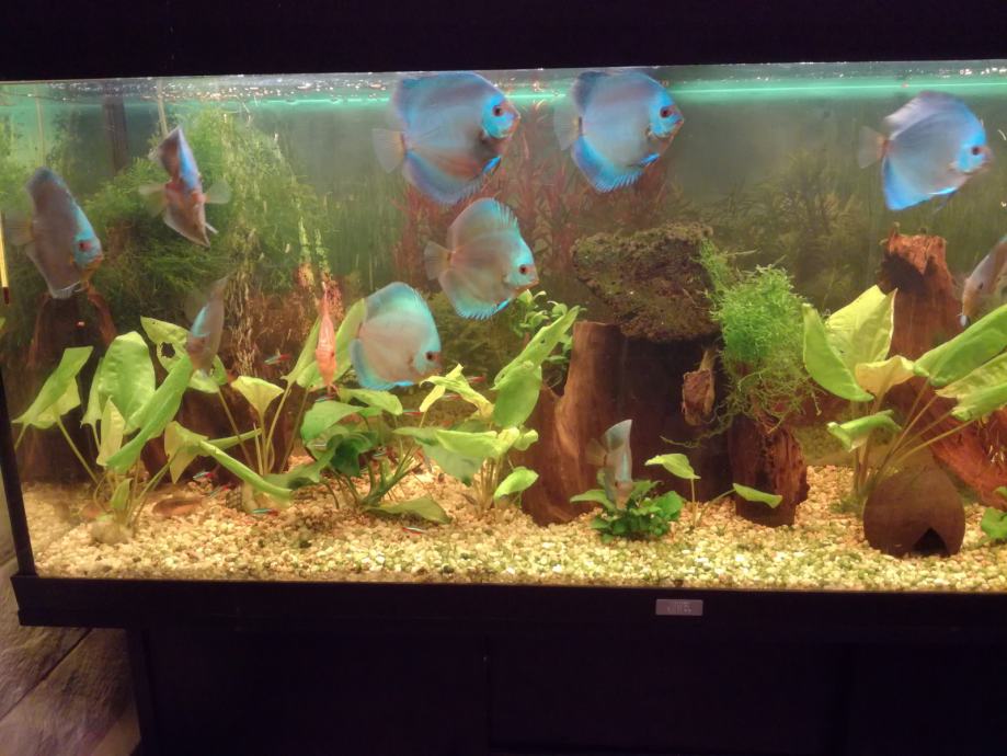 Prodajem akvarijske ribice