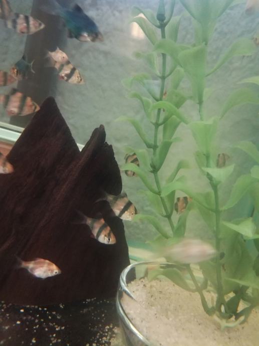 Prodajem akvarijske ribice