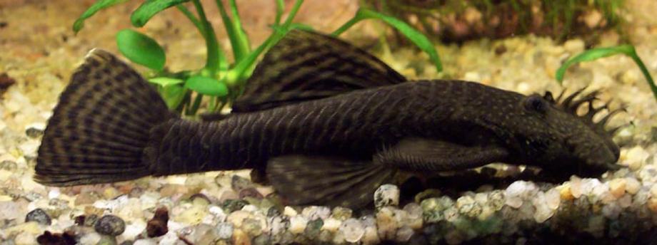 Prodajem akvarijske ribice