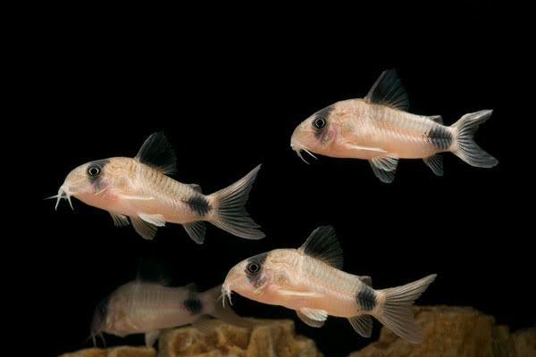 Prodajem akvarijske ribice