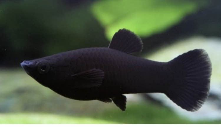 Prodajem black molly ribice.