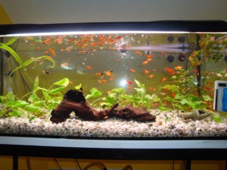 Prodajem plati,ksifo,gupi,ancitrusi