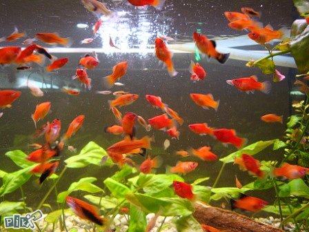 Prodajem plati,ksifo,gupi,ancitrusi