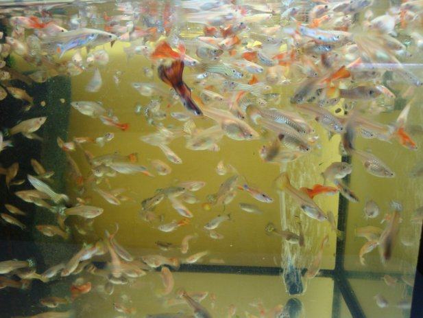 Prodajem plati,ksifo,gupi,ancitrusi