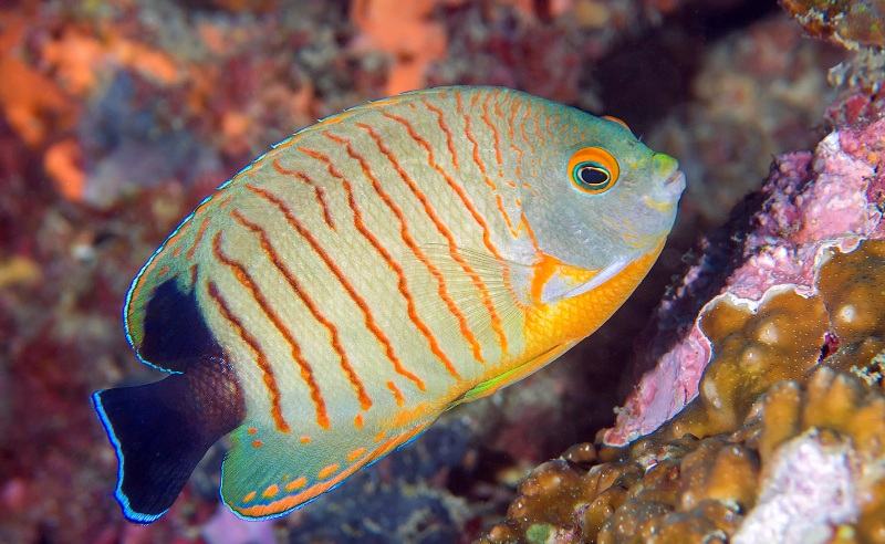 Prodajem ribe za morski akvarij