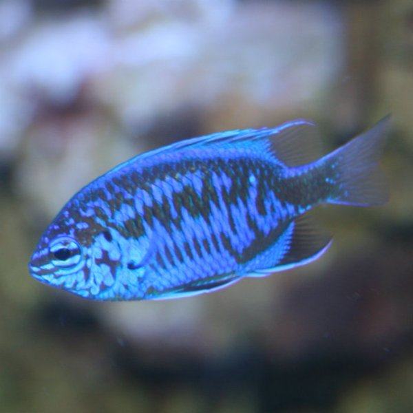 Prodajem ribe za morski akvarij